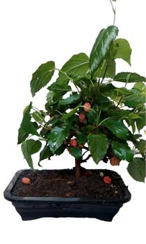 Bonsai de amora com frutos fertilizada e vaso - Green house - Vasos ...