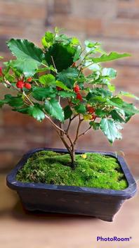 Bonsai de amora produzindo 7 anos - Greenhouse bonsai - Muda - Magazine ...