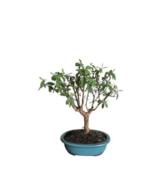 Bonsai frutifera Goiaba anã vaso de porcelana FERTILIZADA - QUINTAL DO ...