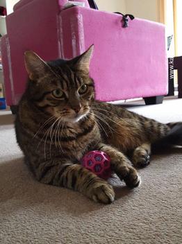 Brinquedo Jw Gatos Rattle Ball - Bolinha para Cachorro / Gato ...