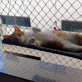 Cama de gato para parede, grade e tela - Au Au Miau Company - Outros ...