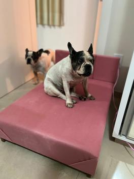 Cama para Cachorro Cama Pet 80cm Suede - LOJAS 3B - Cama para Cachorro - Magazine Luiza