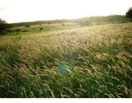Capim buffel grass - 12kg - alta qualidade e ótima germinação! - Agro ...