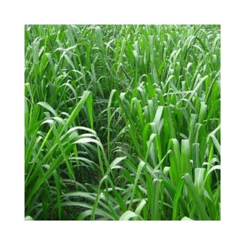 Capim Tanzania Panicum Maximum 500g Sementes - Sementes Brasil ...