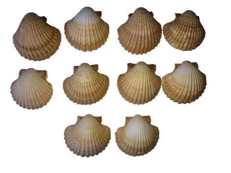 Concha Shell Vieira Média Pacote Com 10 Unidades - Oba Ogun - Concha ...