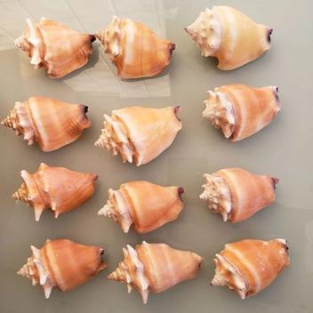 Conchas do mar - conchas marinhas - Tipo Peguari - Naturais - 10 ...