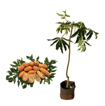 Excelente Muda De Jacaratiá - mamão Do Mato - AMK - Jardinagem e ...