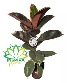 Ficus Elástica Ruby Variegata P17 Planta Exótica E Rara Rosa - FLORA ...