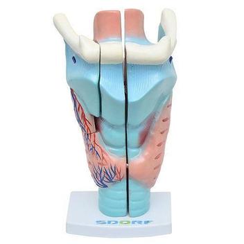 Garganta Ampliada Em 3 Partes, Anatomia - Sdorf - Modelos Anatômicos ...