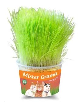 Grama Graminha Gato Para Digestão E Elimina Bola De Pelo - MISTER GRAMA ...