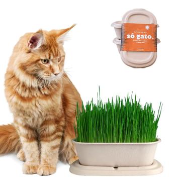 Graminha Orgânica Para Gatos - Petisco 100% Natural - Só Gato ...