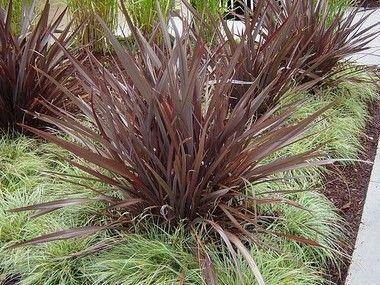 Kit 10 Formio Roxo (Phormium tenax rubrum) - Dancruz ...