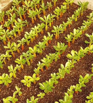 Kit 100 sementes de Rosa do Deserto simples sortidas - flora pizzeti ...