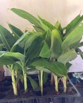 Kit - 50 Mudas De Banana Prata Catarina Alta Produtividade - Mudas ...