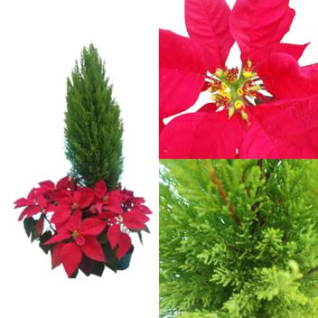 Kit Tuia Holandesa Pinheiro de Natal + 3 Bicos de Papagaio - Orquiflora ...