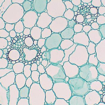 Lâmina Preparada Ensino Fundamental 25 peças - OPTON - Equipamento ...