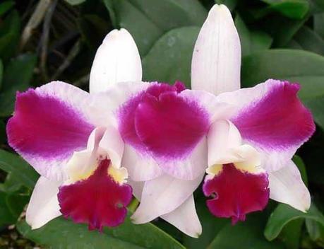 Lc. Purple Cascade Beauty Of Perfume - Corte Adulto - Floranet - Perfume - Magazine Luiza