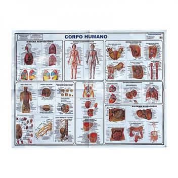Mapa do corpo humano - Mini - Modelos Anatômicos - Magazine Jmjane