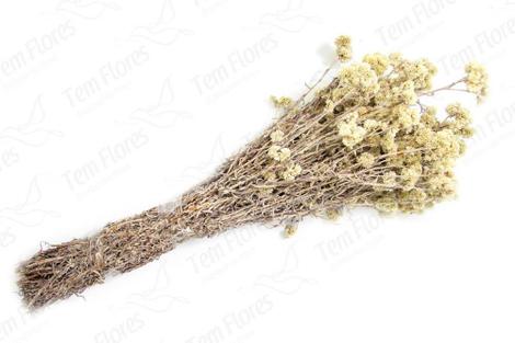 Marcela Branca Natural Flor Desidratada Buque Flores Secas - Tem Flores ...