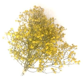 Mini Buquê Gypsophila (Mosquitinho) Amarelo - Floricultura Frutaflor ...