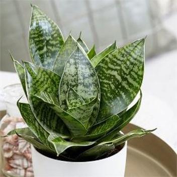 Mini espada de São Jorge - Sansevieria - muda planta - Drica plantas ...