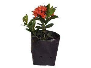 Mini Ixora - Caixa com 15 unidades - PLANTADELIVERY - Caixa de Luz ...