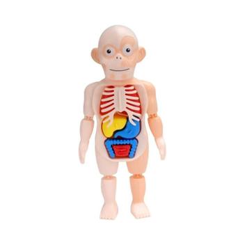 Modelo 3D de Torso Humano Infantil - Educacional, DIY e para ...