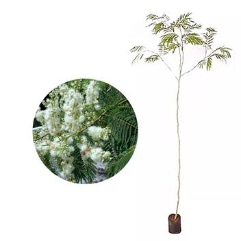 Muda de Angico Branco 20 a 40cm AMK - Plantas Online - AMK Jardinagem e ...