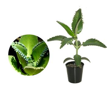 Muda de Aranto 20 a 40cm AMK - Plantas Online - Genérico - Muda ...
