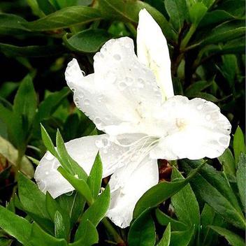 Muda de Azáleia Branca - Gardencitrus - Muda - Magazine Luiza