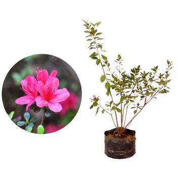 Muda De Azaléia - Ideal Para Jardins - AMK - Jardinagem e Paisagismo ...