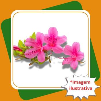 Muda de Azaleia Lilás - Gardencitrus - Muda - Magazine Luiza