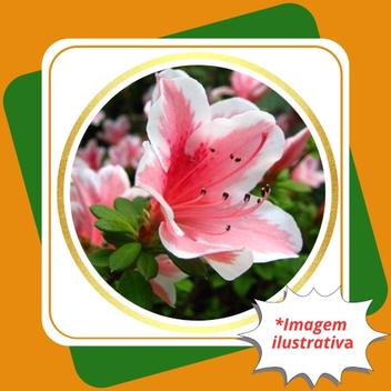 Muda de Azaleia Mesclada Branca com Vermelho - Gardencitrus - Muda ...