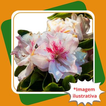 Muda de Azaleia Mesclada Branca com Vermelho Rhododendron Indicum ...