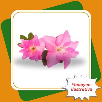 Muda de Azaléia Rosa Flor Dupla - Gardencitrus - Muda - Magazine Luiza