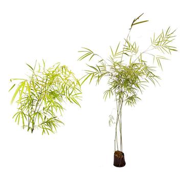 Muda de Bambuza 50 a 80cm AMK - Plantas Online - Genérico - Muda ...