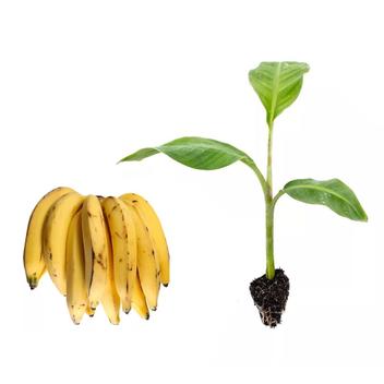 Muda de Banana da Terra 20 a 40cm AMK - Plantas Online - AMK Jardinagem ...