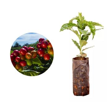 Muda de Cafe Obata 20 a 40cm AMK - Plantas Online - AMK Jardinagem e ...