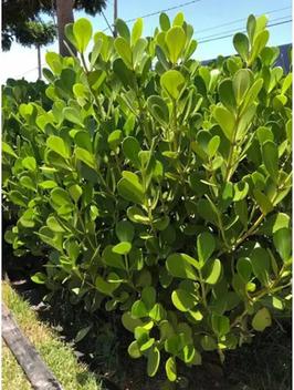 Muda de Clusia, cruzia - muda de 80 cm - Ornament Mudas - Muda ...