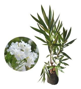 Muda De Espirradeira Branca - Nerium Oleander - AMK - Jardinagem e ...