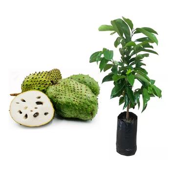 Muda de Graviola 20 a 40cm AMK - Plantas Online - AMK Jardinagem e ...
