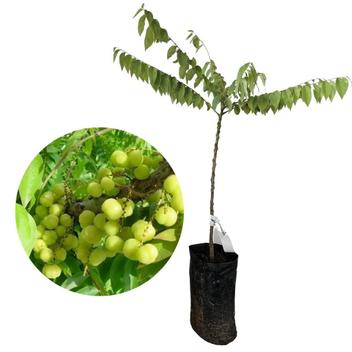 Muda de Groselha Indiana (Groselha amarela) - Exótica - Carcan Plantas ...