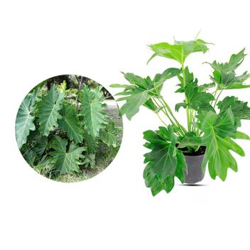 Muda de Guaimbe 20 a 40cm AMK - Plantas Online - AMK Jardinagem e ...