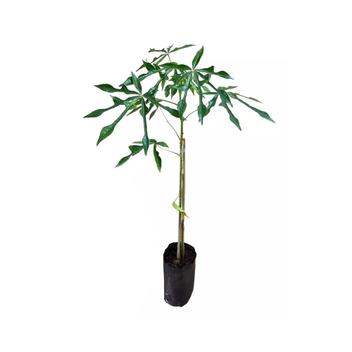 Muda de Jacaratia 20 a 40cm AMK - Plantas Online - AMK Jardinagem e ...