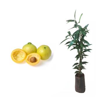 Muda de Jambo Amarelo 20 a 40cm AMK - Plantas Online - AMK Jardinagem e Paisagismo - Muda ...
