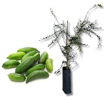 Muda de Limão Caviar (Finger Lime) - Enxertada - Carcan Plantas - Muda ...