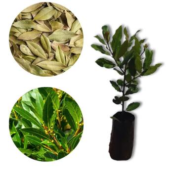 Muda de Louro - Tempero - Carcan Plantas - Louro - Magazine Luiza