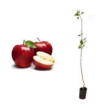 Muda de Maçã Gala 50 a 80cm AMK - Plantas Online - Genérico - Muda ...