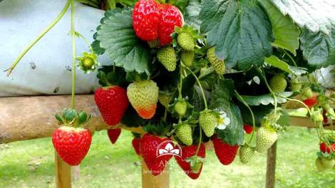 Muda de Morango - AMK - Jardinagem e Paisagismo - Muda - Magazine Luiza