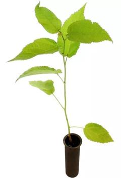 Muda De Mutambo Pronta Para Plantio 10 Cm A 40 Cm - amk - Sementes ...